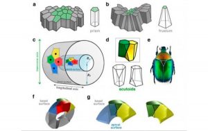 El escutoide: la nueva forma geométrica que relaciona la matemática, la ...